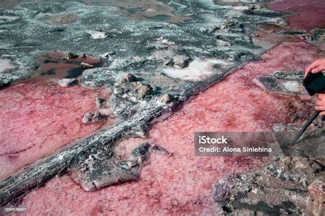 우크라이나의 아라바트 침에 핑크 여우원숭이 호수의 전망 두날리엘라 살리나 조류 소금 결정 치유 진흙이 있는 독특한 연못 사해