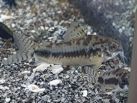 310 L Nano Dinos Aquarium