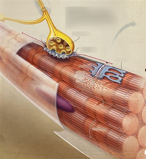 Chapter AP Diagram Quizlet Chapter AP Diagram Quizlet
