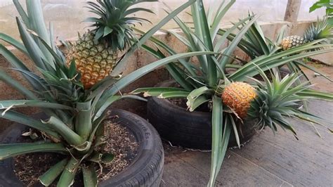 Growing Pineapple Indoors Pineapple Paradise At Home Southwest Journal