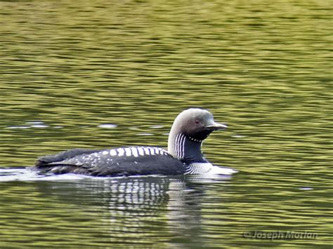 Pacific Loon Birdforum Opus Birdforum