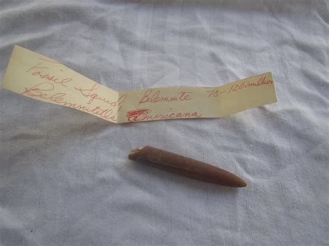 Rare Ancient Fossil Squid Belemnite Belemnitella Americana Etsy
