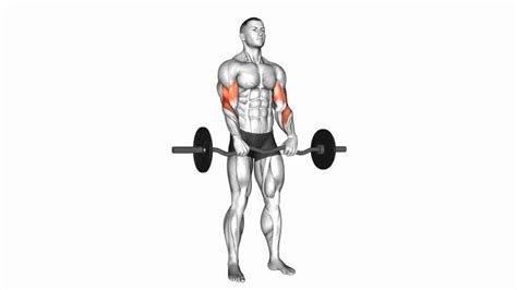 Ez Barbell Reverse Grip Curl Video Guide Lyfta