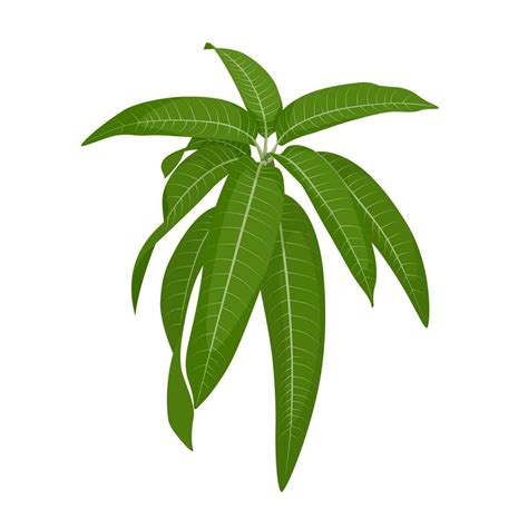 Vector Illustration Fresh Mango Leaf Isolated On White Background
