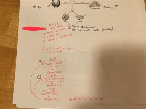 Chapter 17 Endocrine System Flashcards Quizlet