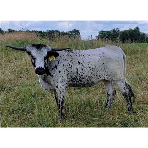 Rrr Miss Wes Sweetie 111