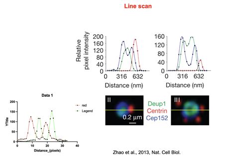 用imagej处理免疫荧光if图像 线扫描line Scan定向呈现蛋白 哔哩哔哩