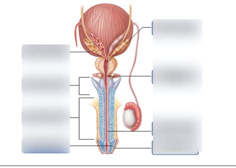Anatomy Lab Exam 3 Diagram Quizlet