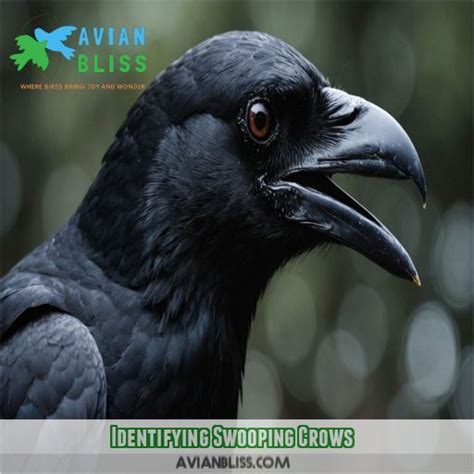 How To Defend Against Swooping Torresian Crow Essential Tips