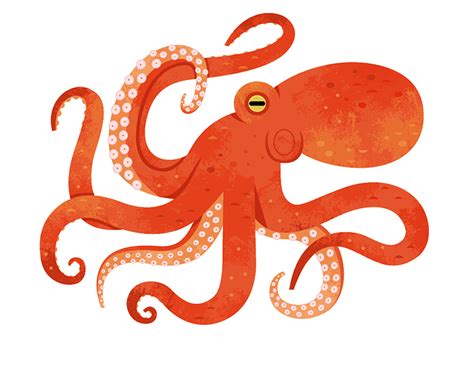 Maggie De Vos Giant Pacific Octopus Octopus Drawing Octopus