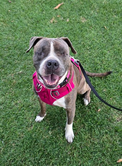 Moani Aka Pearl Fur Angel Foundation