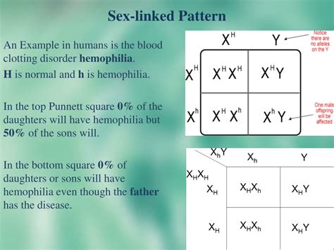 Ppt Section 9 2 Solving Punnett Squares Powerpoint Presentation Free