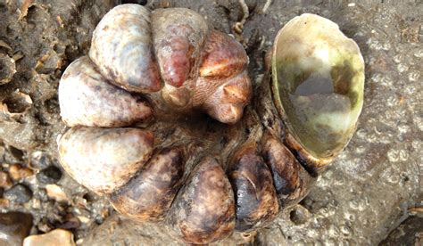 Natural Resources Wales Biosecurity Planning To Prevent Invasive