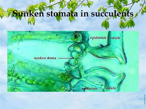 Stomatal Movement In Succulents Copy Ppt Free Download
