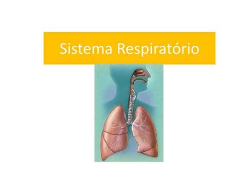 Sistema Respiratorio Powerpoint Images