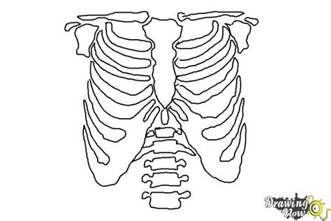 How To Draw A Rib Cage Drawingnow