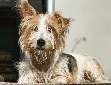 13 Cosas Que Debes Saber Antes De Llevar A Casa Un Nuevo Westie Con