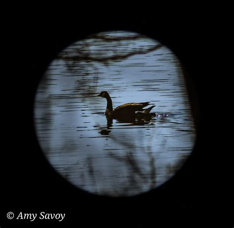 The Gander Is All For It But The Goose Better Not Even Try By Alice