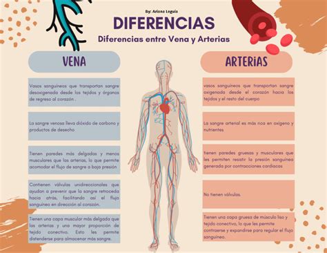 Diferencias Entre Venas Y Arterias Morfología Y Función 1 By