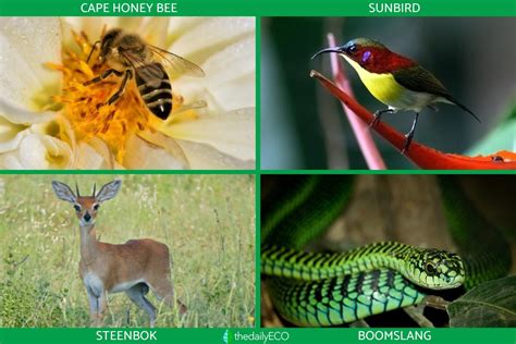 What Is The Fynbos Biome With Fynbos Flora And Fauna