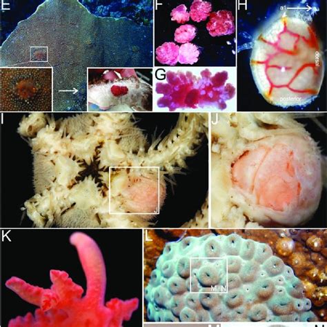 Pdf The Evolutionary Diversity Of Barnacles With An Updated Classification Of Fossil And