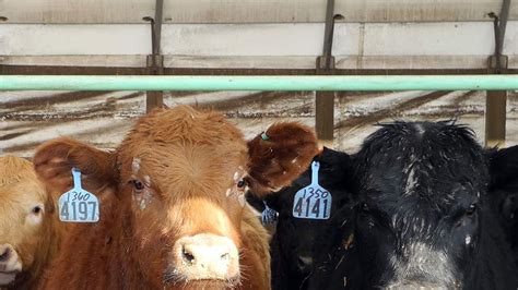 Fda Issues Livestock Antibiotics Guidelines Us News Sky News