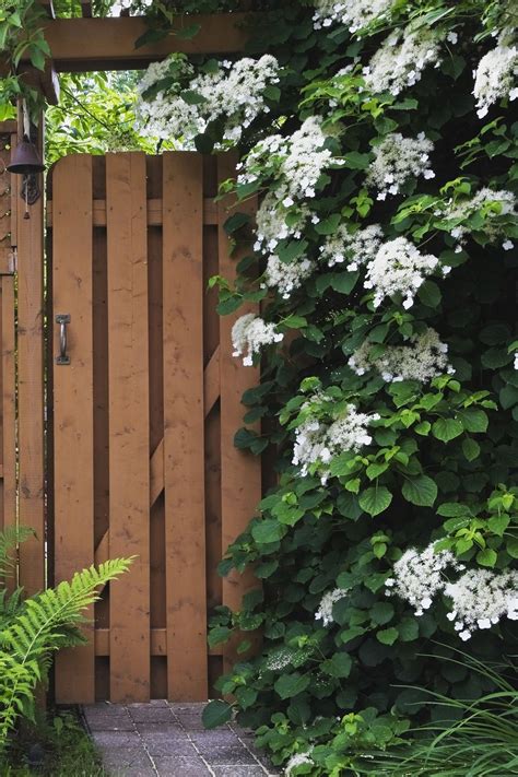 Garden Trellis And Screening Garden Fence Panels And Gates Fast Growing Vines For Trellis