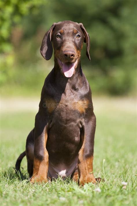 Cachorrinho Marrom Novo Do Doberman Foto De Stock Imagem De Malicioso