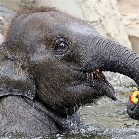 Elephant Teeth All You Need To Know Elephant Dentistry
