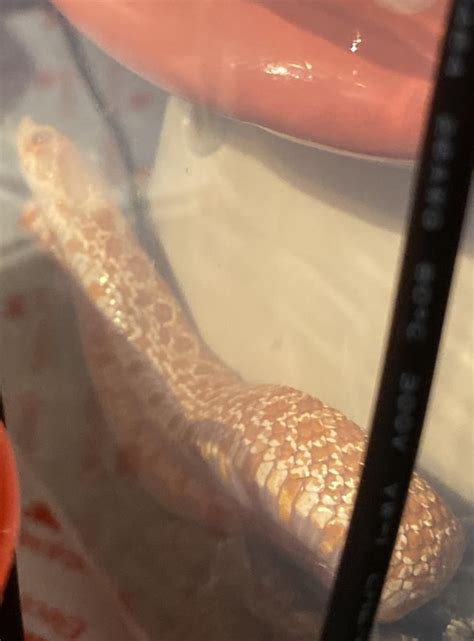 ah yes right between my hide and the side of my enclosure perfect