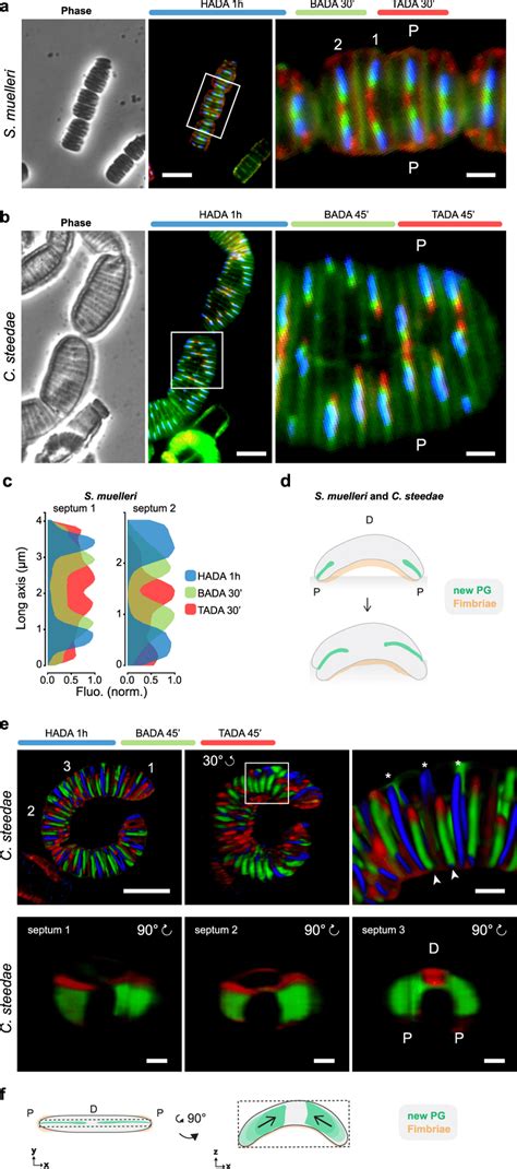 Epifluorescence And Confocal Microscopy Based Pg Insertion Pattern In Download Scientific