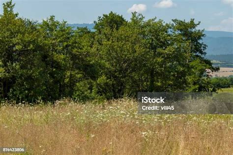 숲 사이의 빈 터 향기로운 꽃 야생화와 숲 중앙 발칸 반도 산 Stara Planina 여름 자연의 아름 다운 풍경 0명에 대한 스톡 사진 및 기타 이미지 Istock