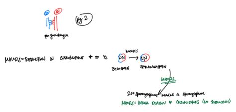 Exam 3 Fungi 10 22 19 Lecture Flashcards Quizlet