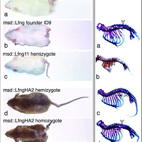 Structure Of Transgenes And External And Skeletal Phenotype Of