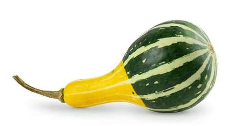 작은 줄무늬 긴 목 스쿼시 Cucurbita Pepo 장식용 배 모양의 호박 부드러운 그림자가 있는 흰색 배경에 격리 조롱박과