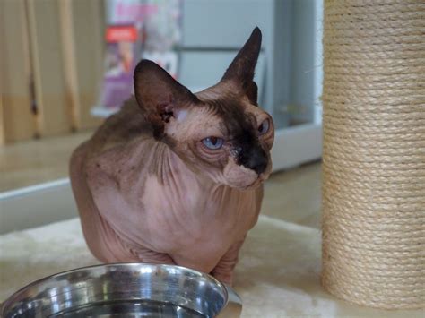 Nacktkatzen Mila Und Selma Sind Ausgezogen Tierschutzbund