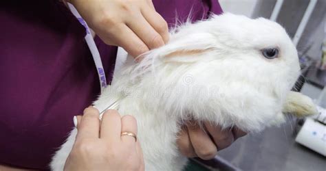 A Veterinarian Makes A Subcutaneous Injection Of Medicine To A Domestic