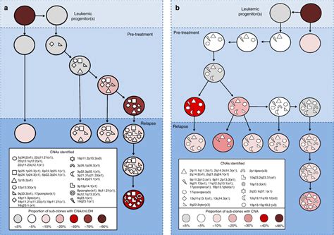 Schematic Representation Of The Possible Clonal Architecture