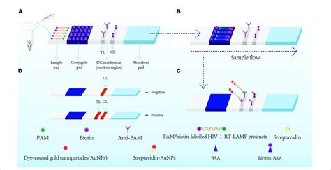 Schematic Diagram Showing Aunps Lfa Principles For Visual Hiv 1 Rt Lamp Download Scientific