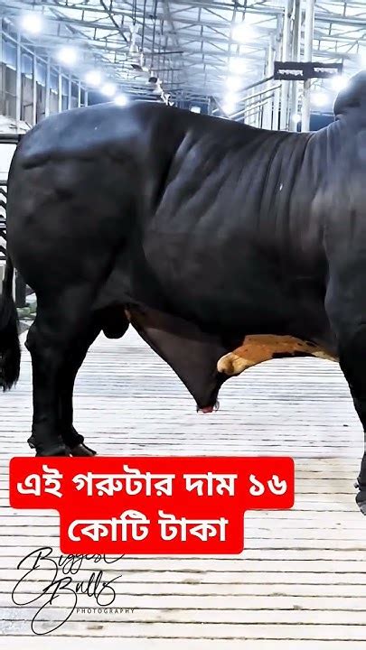 ব্ল্যাক ডায়মন্ড গরু দাম ১৬ কোটি টাকা Viral Funny কcomedy Trending