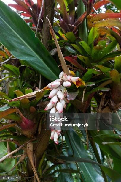 Alpinia Zerumbet Disebut Bunga Jahe Cangkang Foto Stok Unduh Gambar