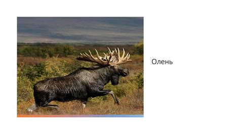 Животные и растения Владимирской области презентация онлайн