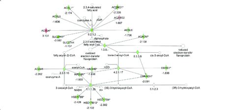 Gene Network Analysis Of The Fatty Acid Oxidation Pathway In Adipose