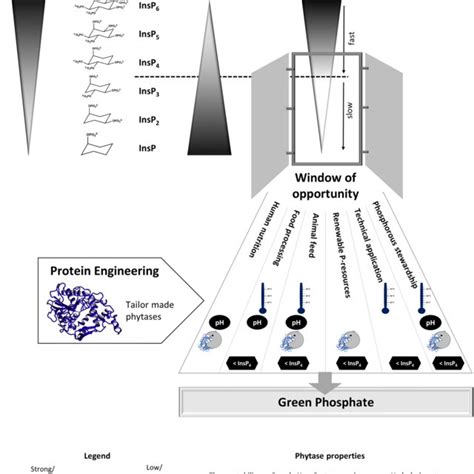 Phytase Applications And Challenges In Phytate Degradation To Inositol