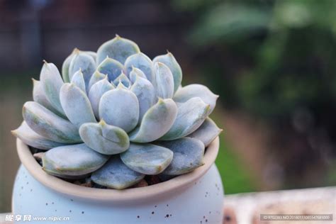 多肉雪兔摄影图花草生物世界摄影图库昵图网