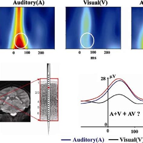 Daniel Senkowski Phd Professor Of Clinical Neuropsychology Charité Universitätsmedizin