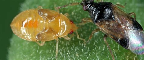 Bioorius Laevigatus Biobee