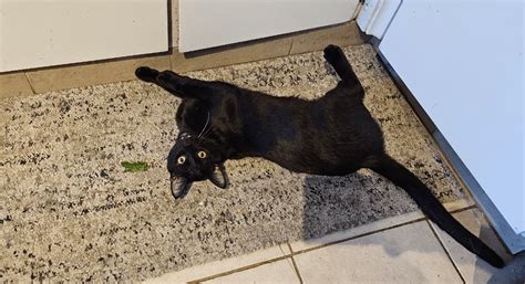 I Was Surprised To See A Catnip Plant In My Yard Reseeded From Last