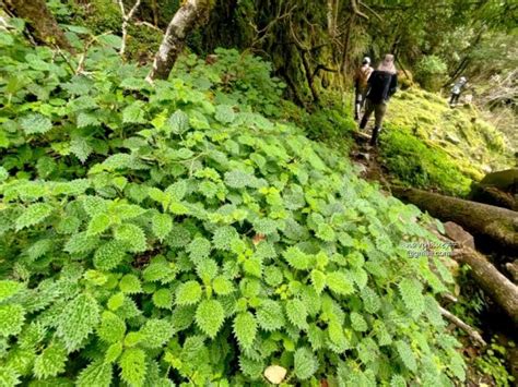 【南投】阿里山公路玉山林道有千元大鈔的純粹綠境 健行筆記