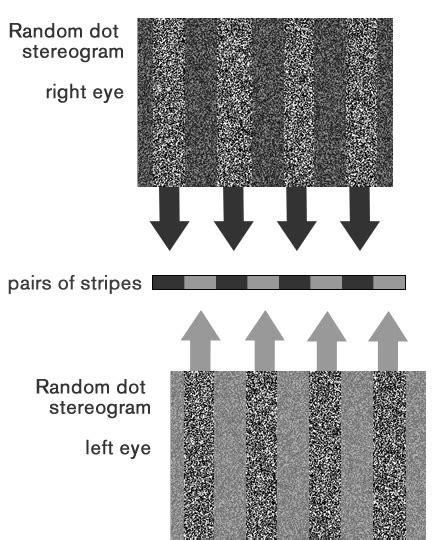 How The Lang Stereo Test Works Function And Operating Principle